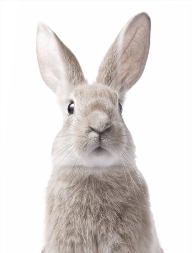 Ginger Monkey – Tiny Paper Co.